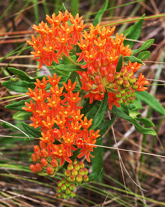Butterfly Weed For Sale Online | The Tree Center