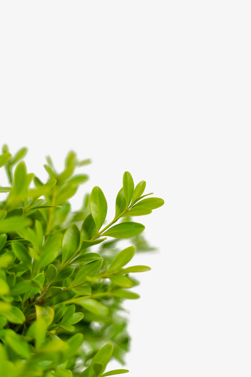 Green Borders Boxwoods For Sale Online | The Tree Center