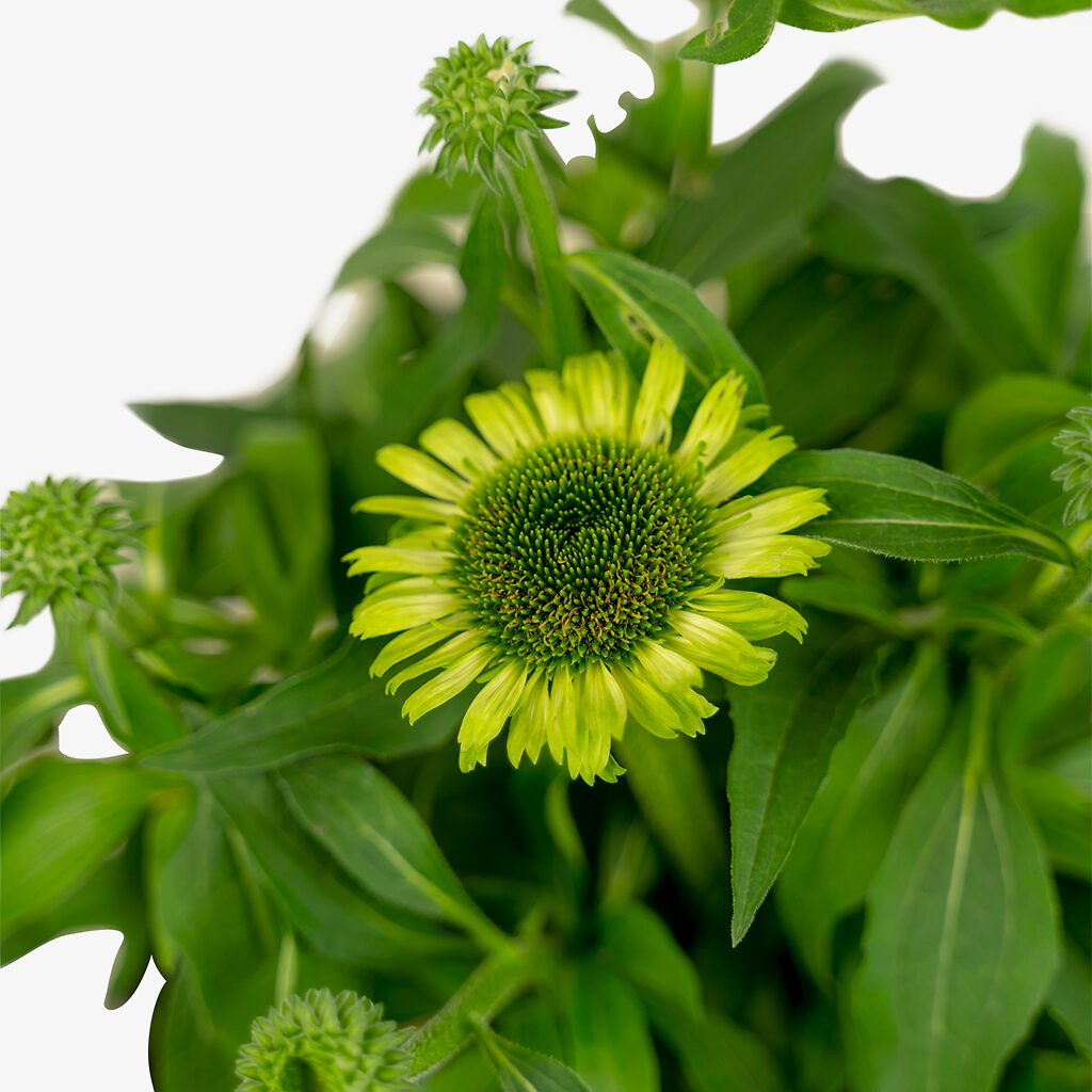 Green Jewel Echinacea For Sale Online | The Tree Center