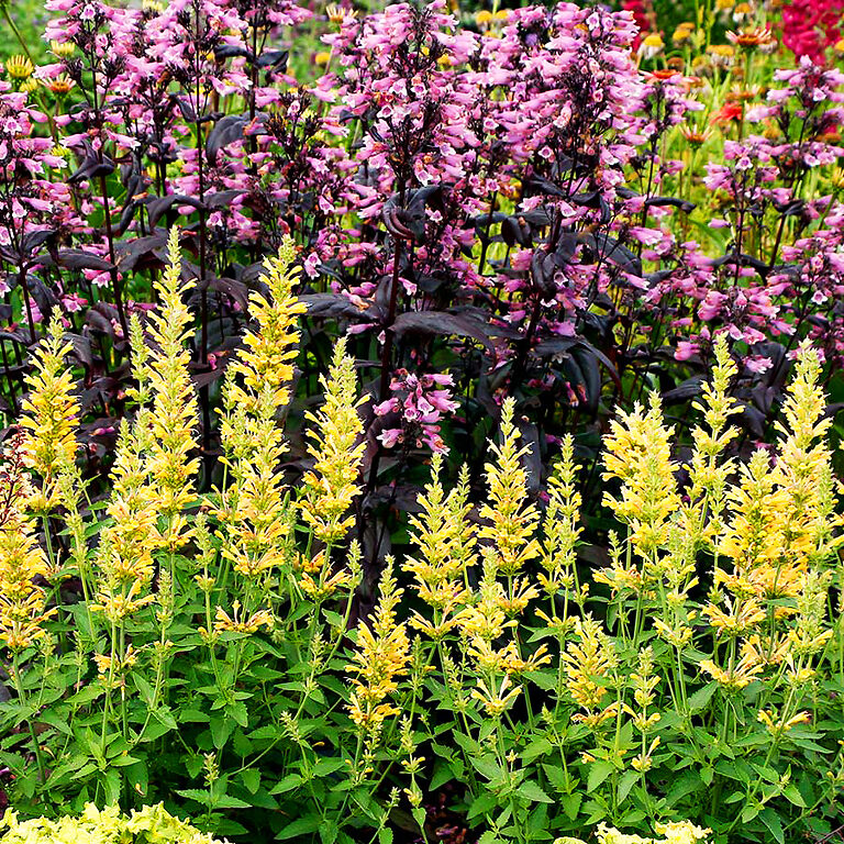 Poquito™ Butter Yellow Agastache For Sale Online | The Tree Center