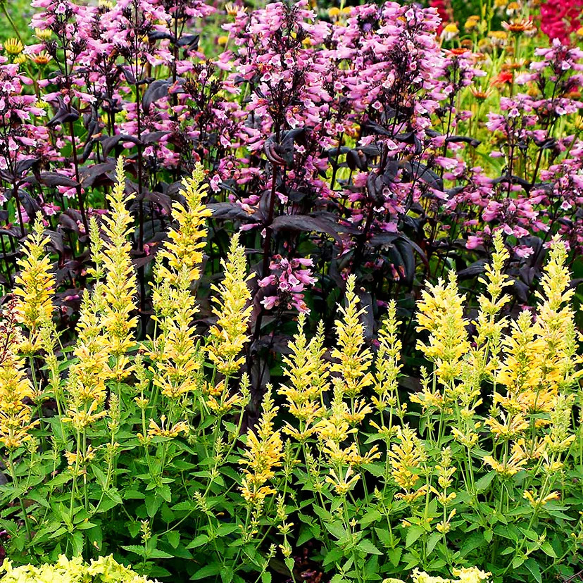 Poquito™ Butter Yellow Agastache For Sale Online | The Tree Center