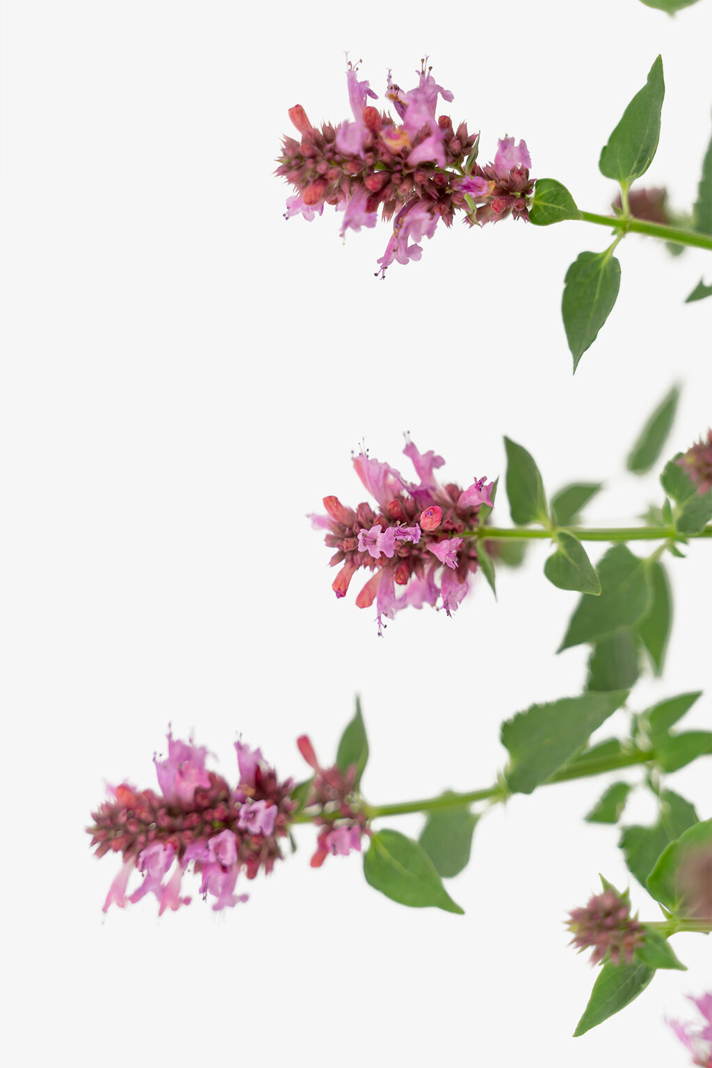 Poquito™ Butter Yellow Agastache For Sale Online | The Tree Center