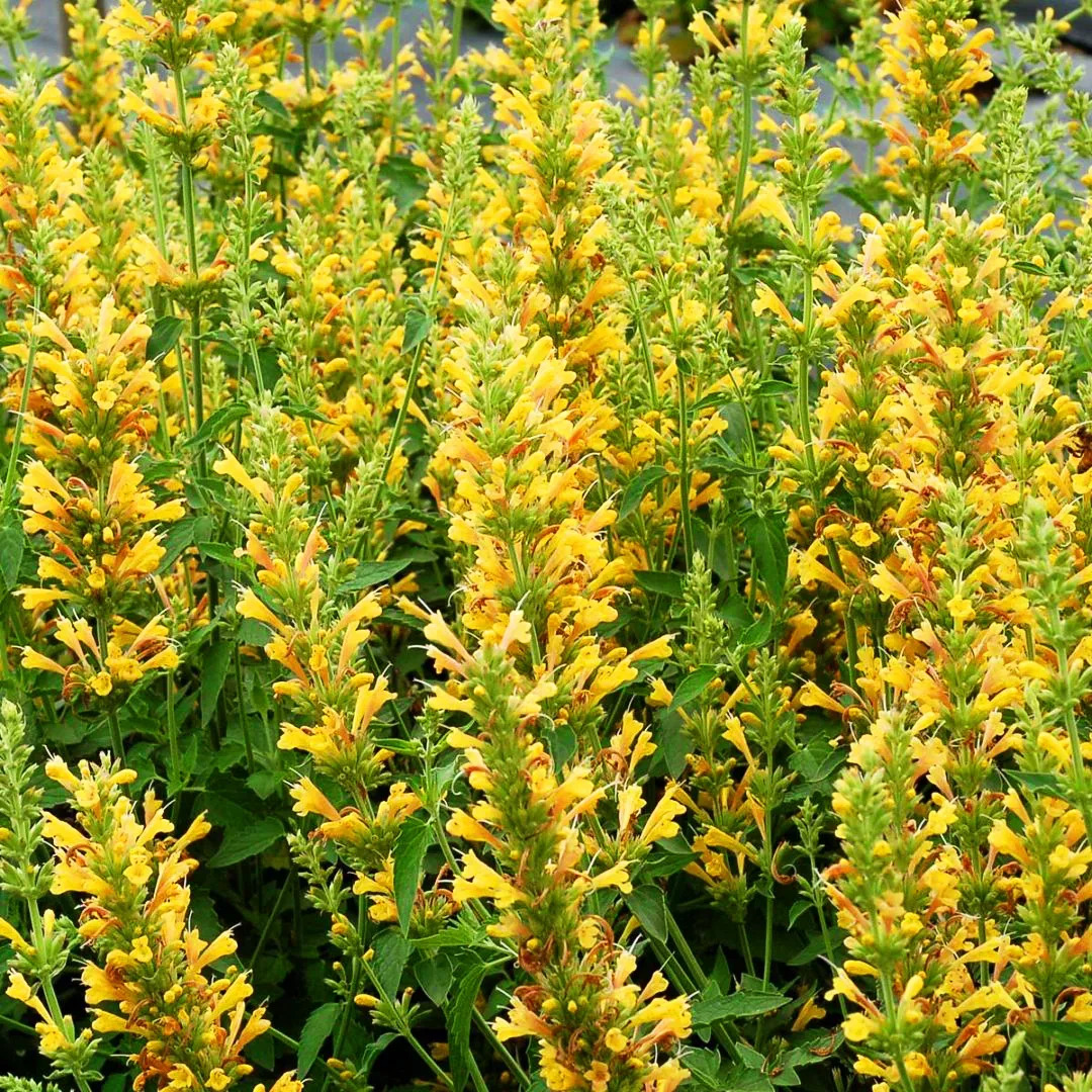 Poquito™ Butter Yellow Agastache For Sale Online | The Tree Center