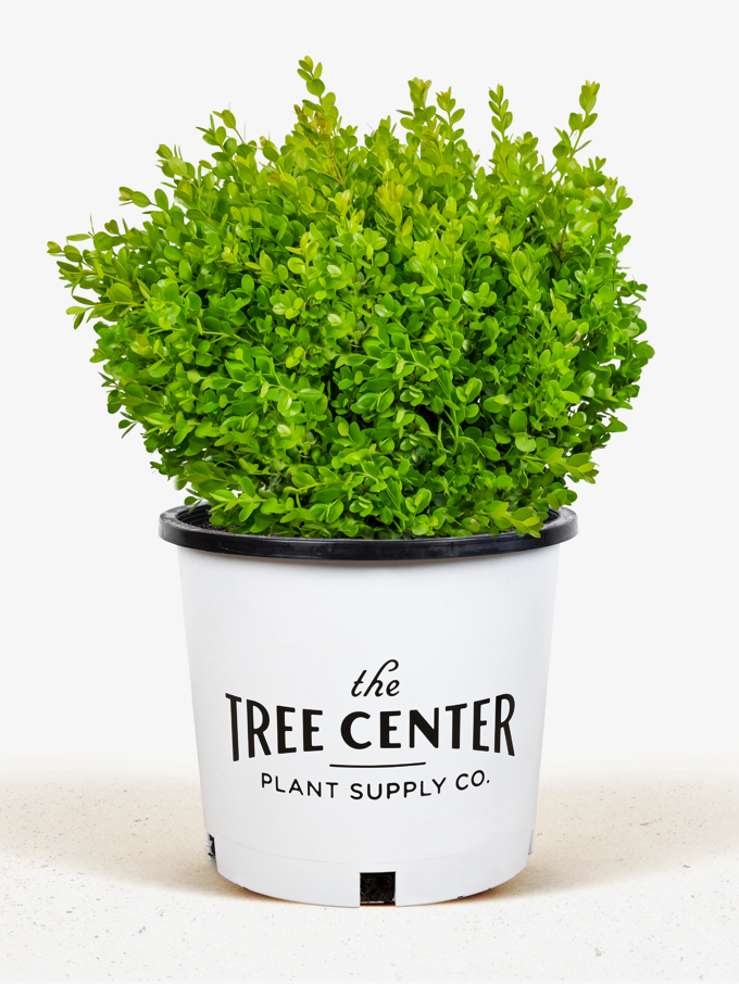 Boxwood Shrubs For Sale Online | The Tree Center