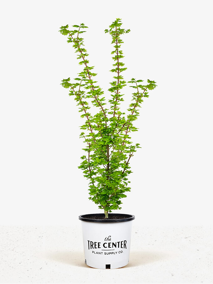 Japanese Maple Trees | Buy Japanese Maple Trees | The Tree Center