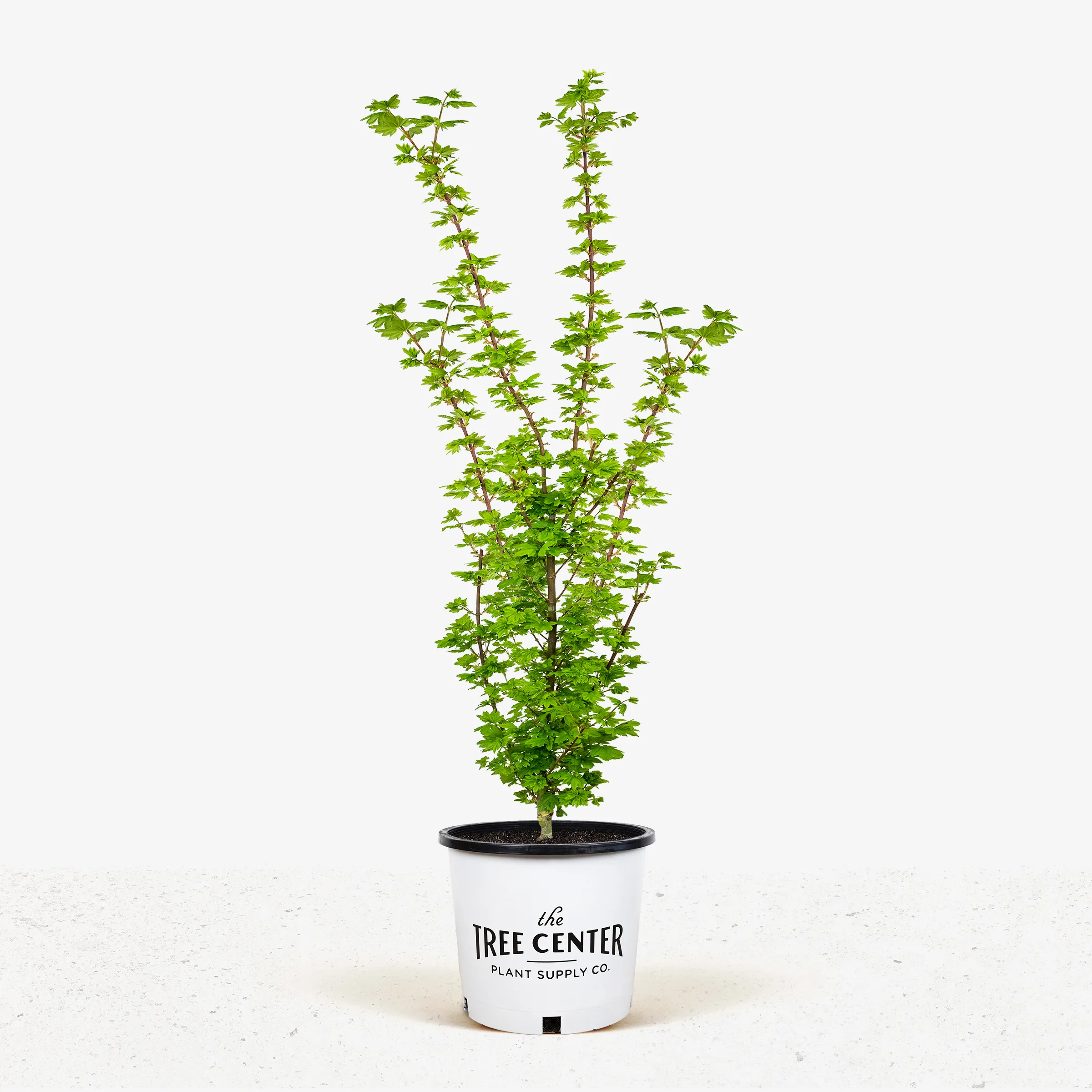 Baby Buttons Vine Maple For Sale Online | The Tree Center