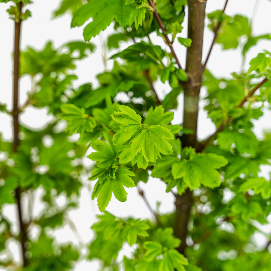 Baby Buttons Vine Maple For Sale Online | The Tree Center