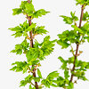 Baby Buttons Vine Maple For Sale Online | The Tree Center