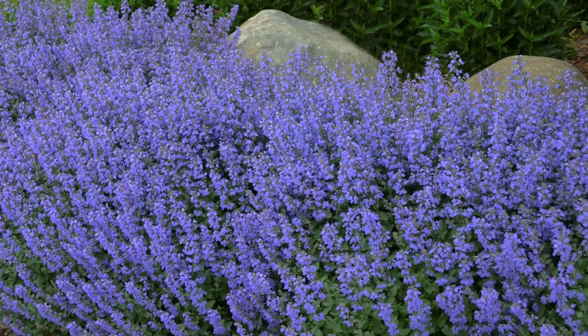 Catmints – Great Plants for More than Just Cats | The Tree Center™