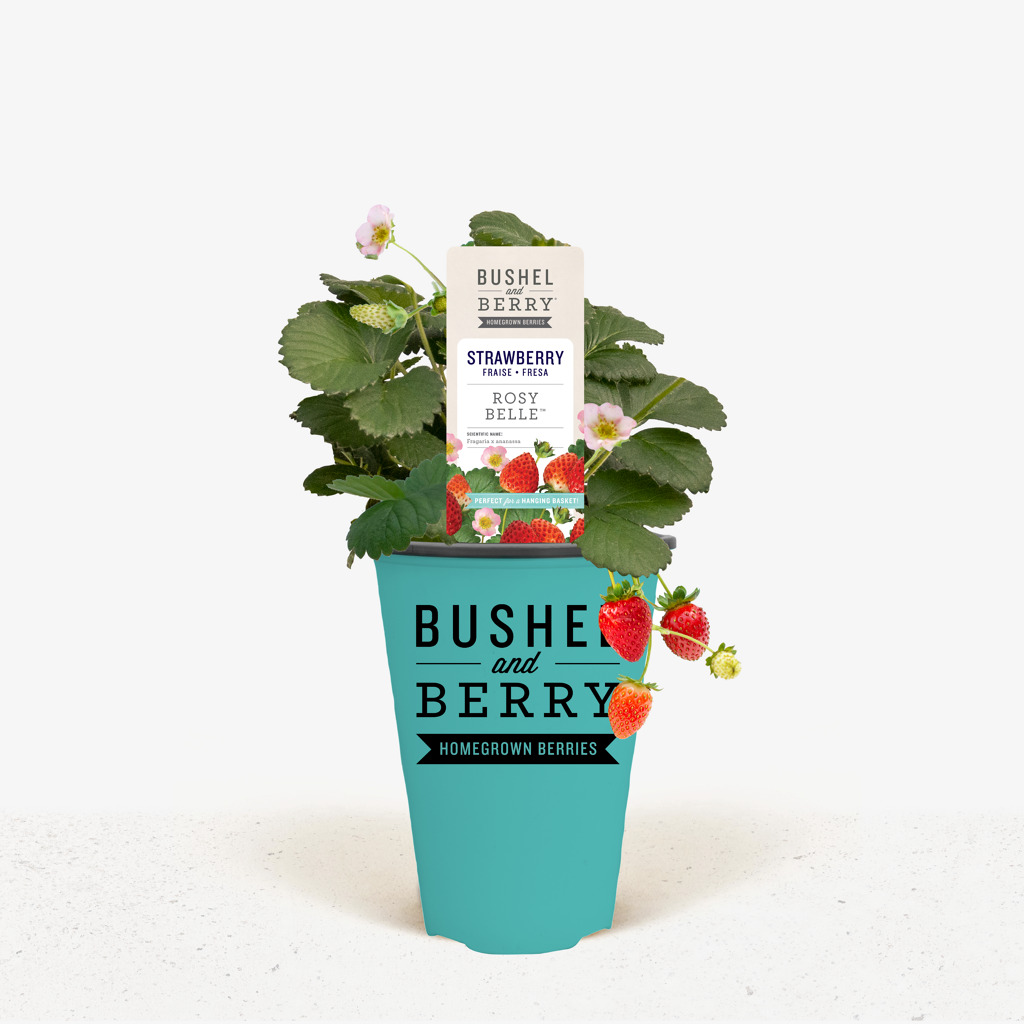 Bushel and Berry® Rosy Belle Strawberry Bushes For Sale | The Tree Center