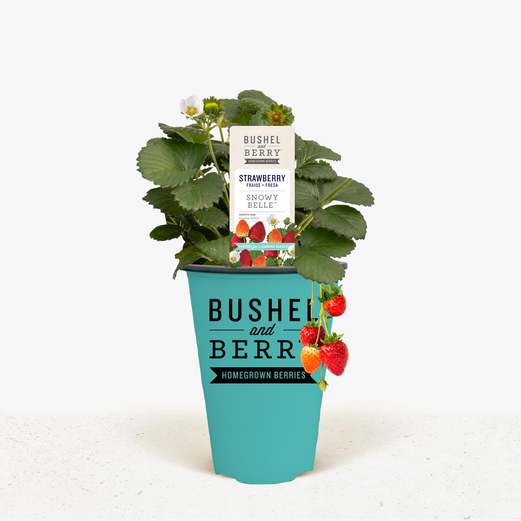 Bushel and Berry® Snowy Belle Strawberry Bushes For Sale | The Tree Center