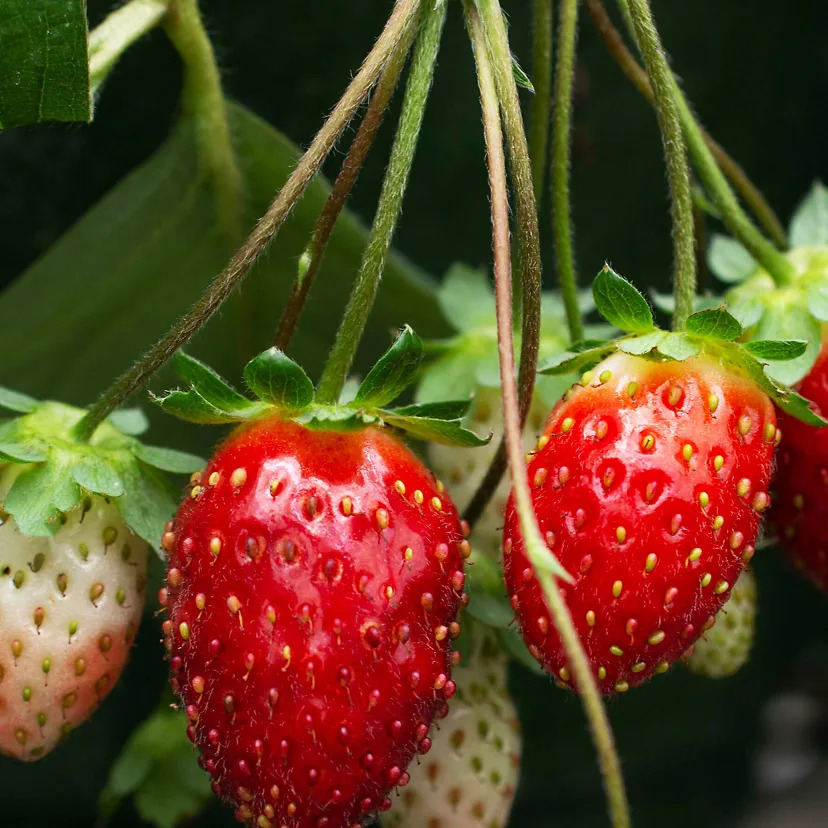 Bushel and Berry® Rosy Belle Strawberry Bushes For Sale | The Tree Center