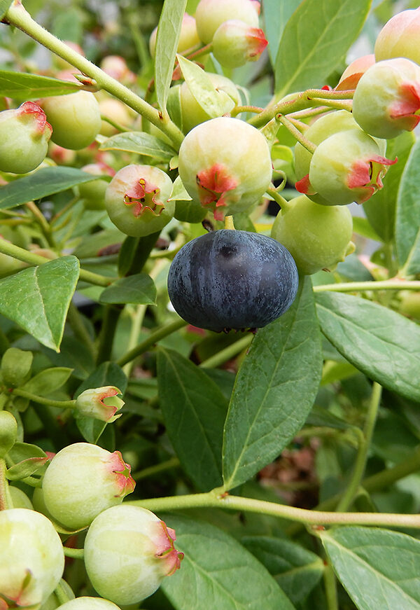 Bushel & Berry® Sapphire Cascade Blueberry Bushes For Sale | The Tree ...