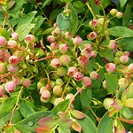 Bushel & Berry® Sapphire Cascade Blueberry For Sale | The Tree Center