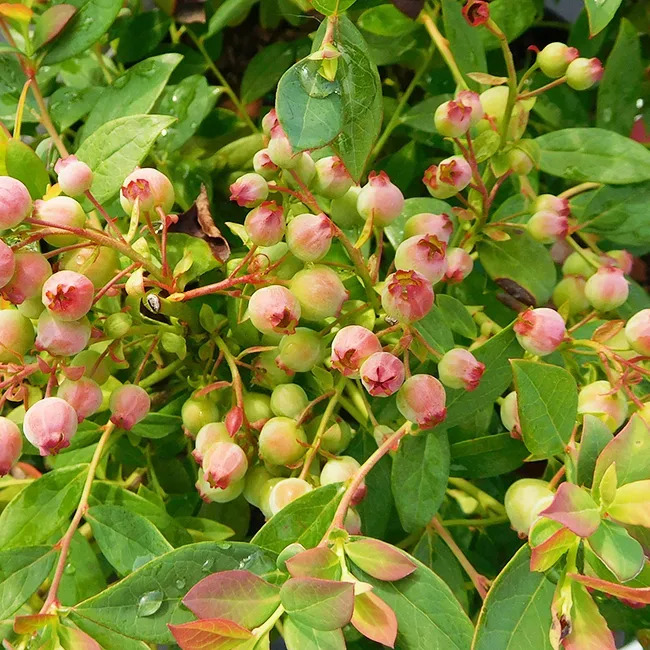 Bushel & Berry® Sapphire Cascade Blueberry For Sale | The Tree Center