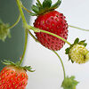 Bushel and Berry® Snowy Belle Strawberry Bushes For Sale | The Tree Center