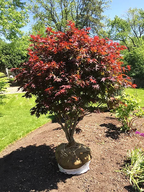 Crimson Prince Japanese Maple For Sale Online | The Tree Center