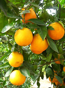 Hamlin Sweet Orange Trees For Sale | The Tree Center