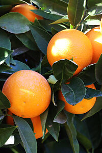 Hamlin Sweet Orange Trees For Sale | The Tree Center