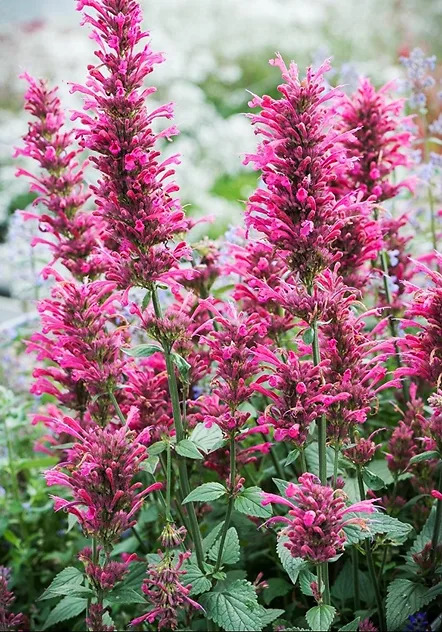 Morello Agastache For Sale Online | The Tree Center