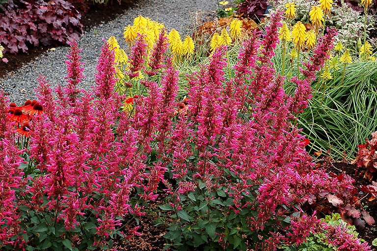 Morello Agastache For Sale Online | The Tree Center