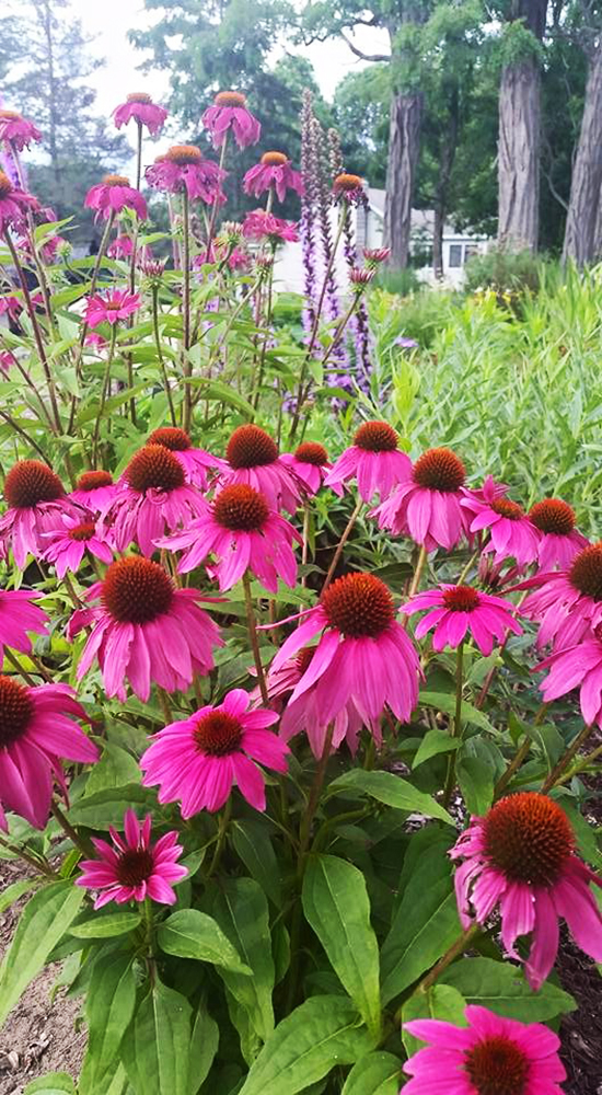 Pow Wow® Wild Berry Coneflower For Sale Online | The Tree Center