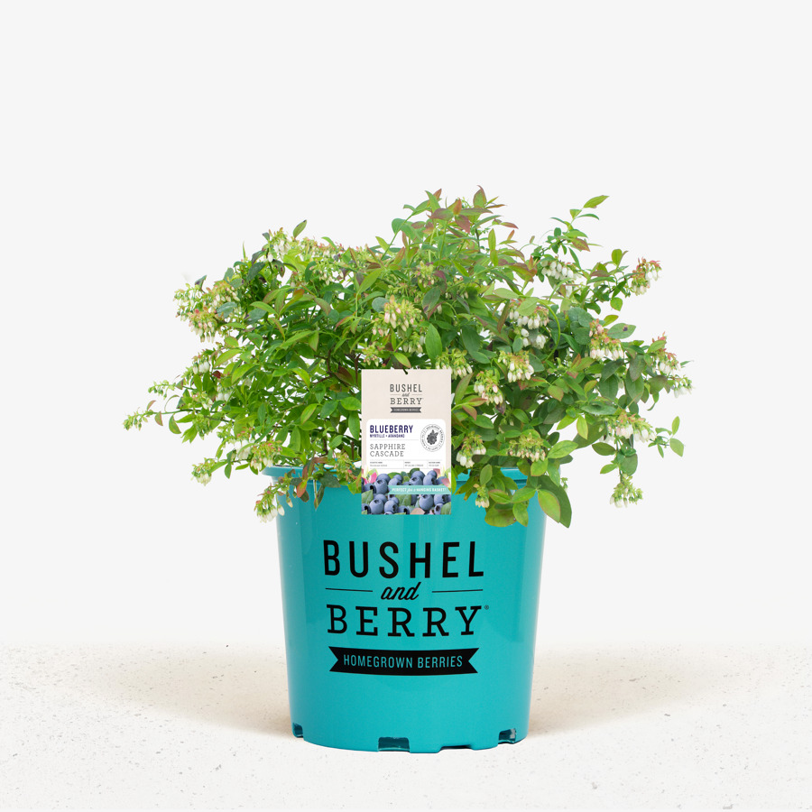 Bushel & Berry® Sapphire Cascade Blueberry For Sale | The Tree Center