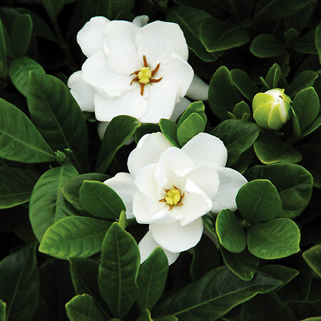 Buttons Gardenia For Sale Online | The Tree Center