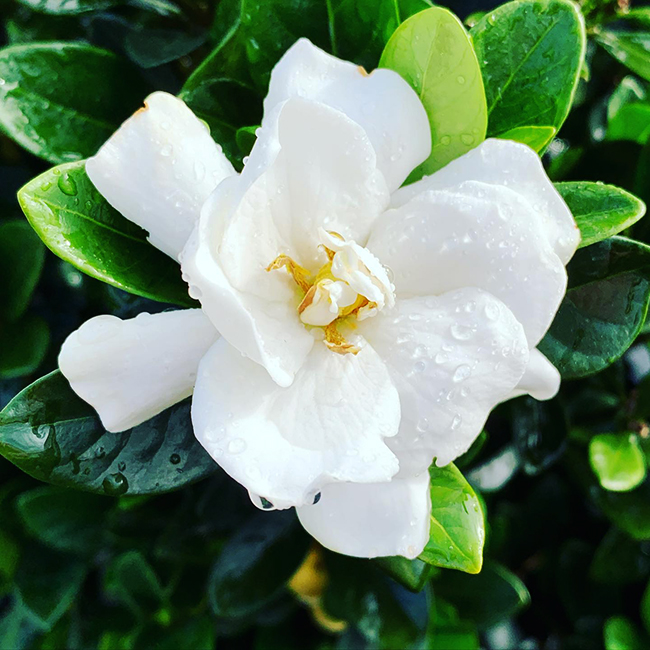 Buttons Gardenia For Sale Online | The Tree Center