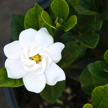 Buttons Gardenia For Sale Online | The Tree Center