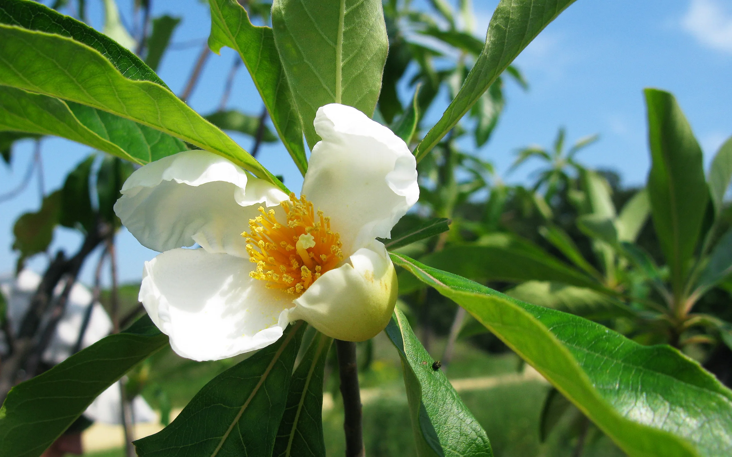 Franklin’s Tree – The Amazing Story of a Plant Snatched from Extinction ...