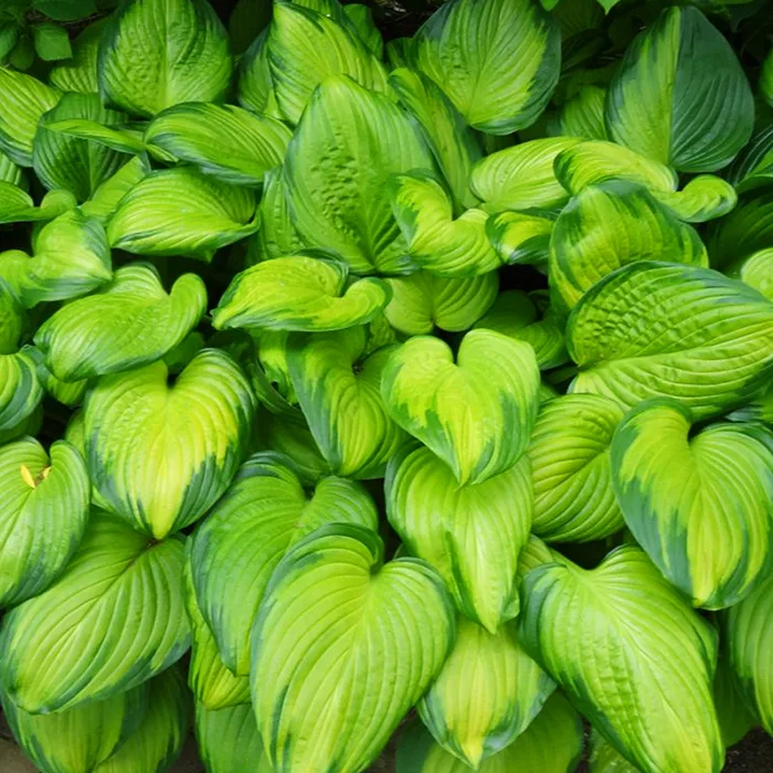 ‘Guacamole’ Hosta For Sale Online | The Tree Center