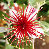Pineapple Guava Trees For Sale Online | The Tree Center