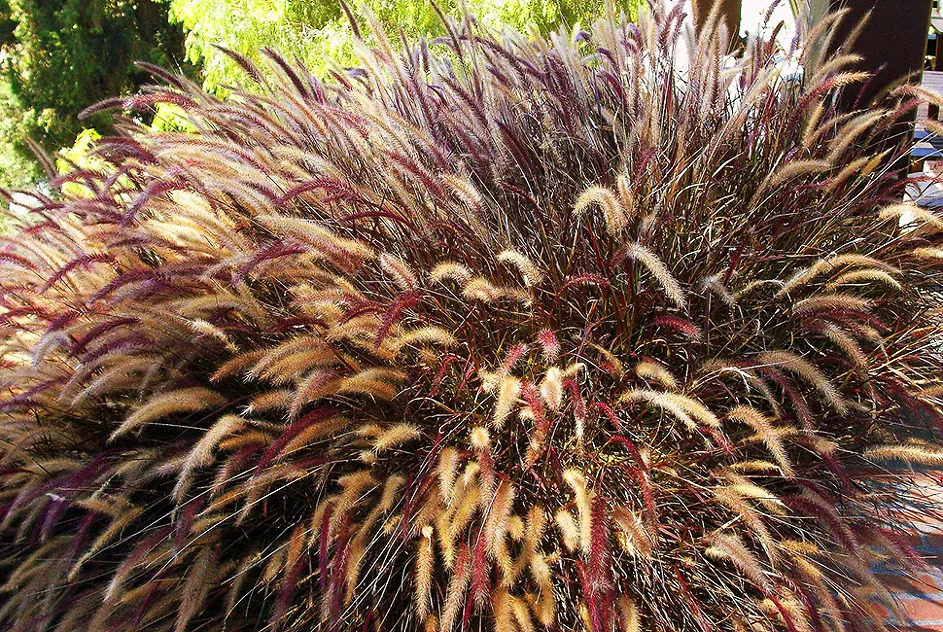Purple Fountain Grass For Sale | The Tree Center