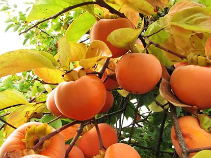 Suruga Japanese Persimmon Trees For Sale Online | The Tree Center