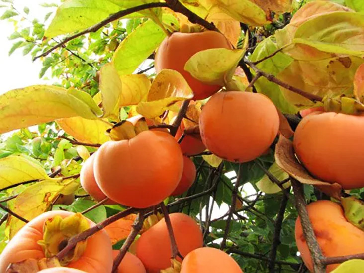 Suruga Japanese Persimmon Trees For Sale Online | The Tree Center