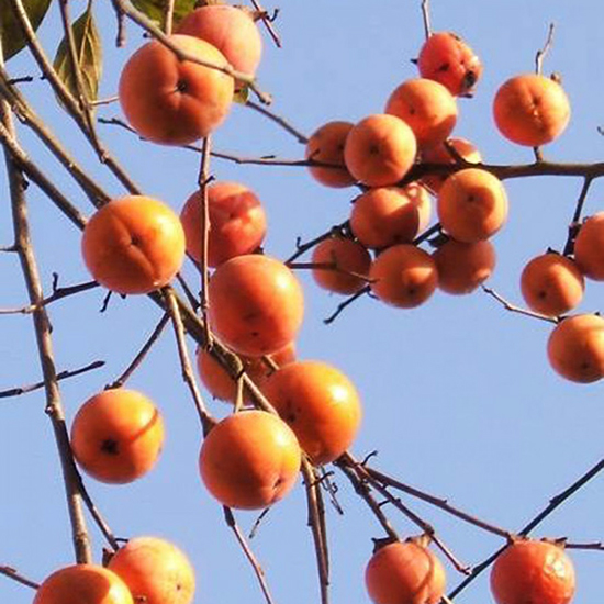 Suruga Japanese Persimmon Trees For Sale Online | The Tree Center
