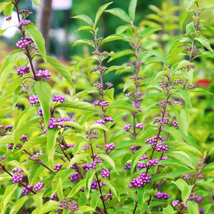 Early Amethyst Beautyberry For Sale | The Tree Center