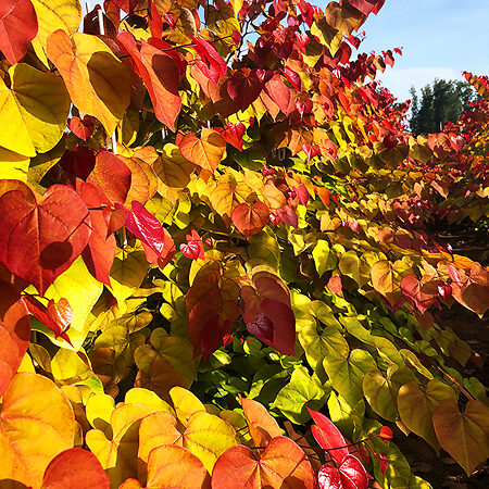 Flame Thrower® Redbud For Sale Online | The Tree Center