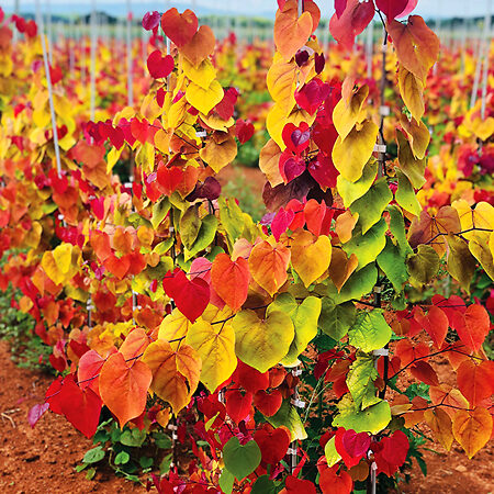 Flame Thrower® Redbud For Sale Online | The Tree Center
