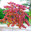 Flame Thrower® Redbud For Sale Online | The Tree Center