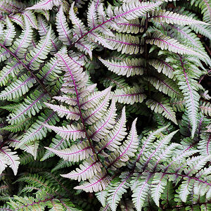 Godzilla Painted Fern For Sale Online | The Tree Center