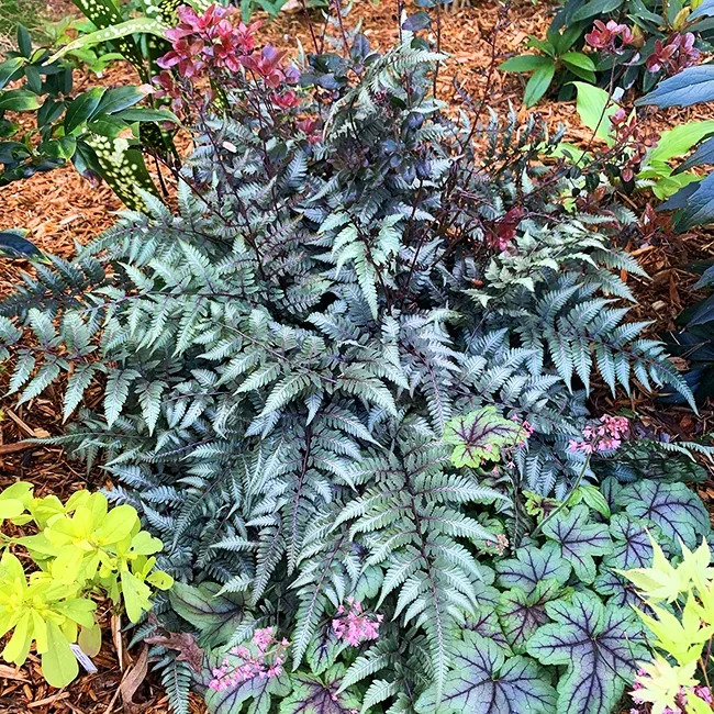 Godzilla Painted Fern For Sale Online | The Tree Center