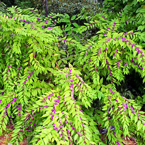 Issai Beautyberry For Sale | The Tree Center