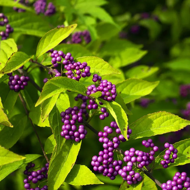 Issai Beautyberry For Sale | The Tree Center