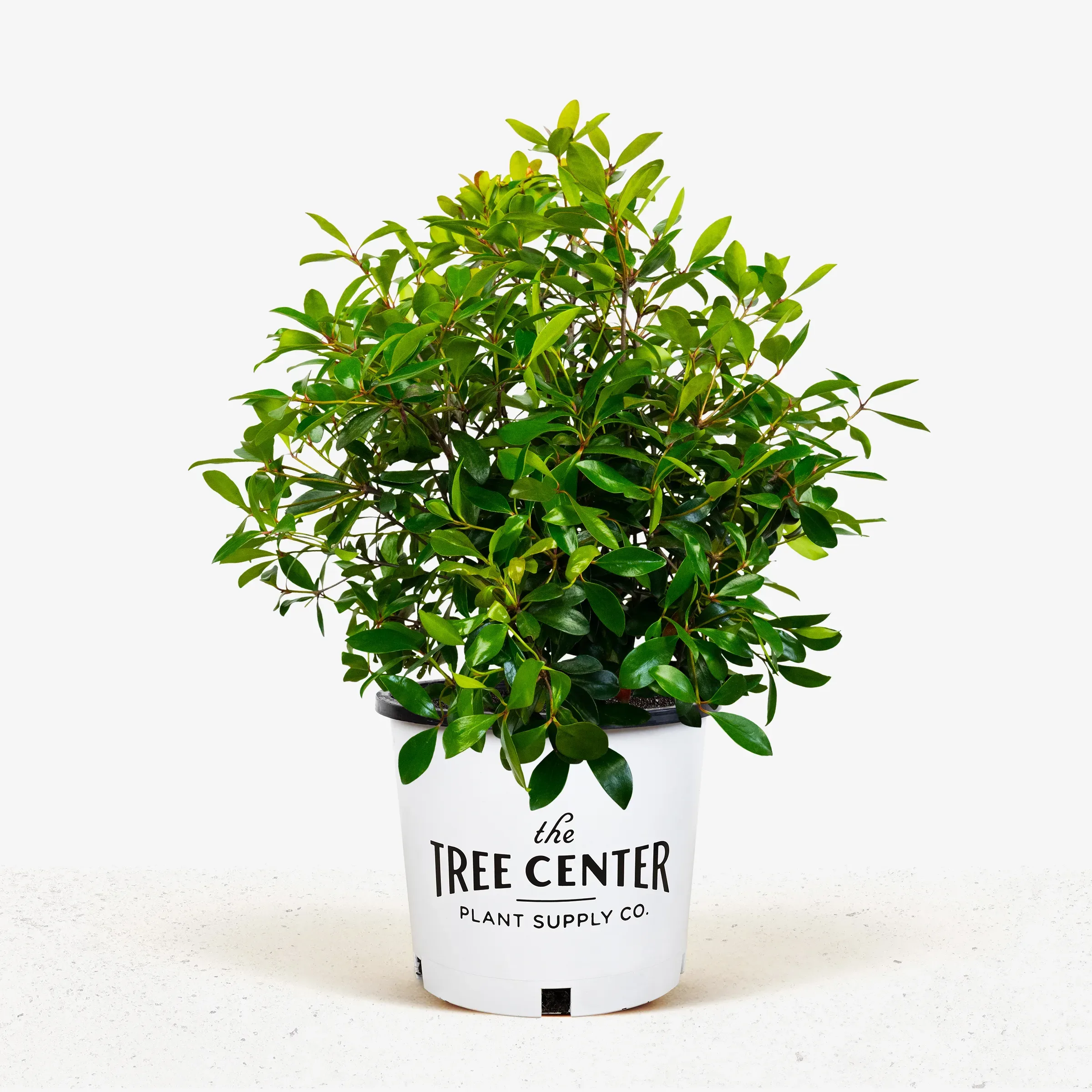 Dwarf Cleyera Japonica