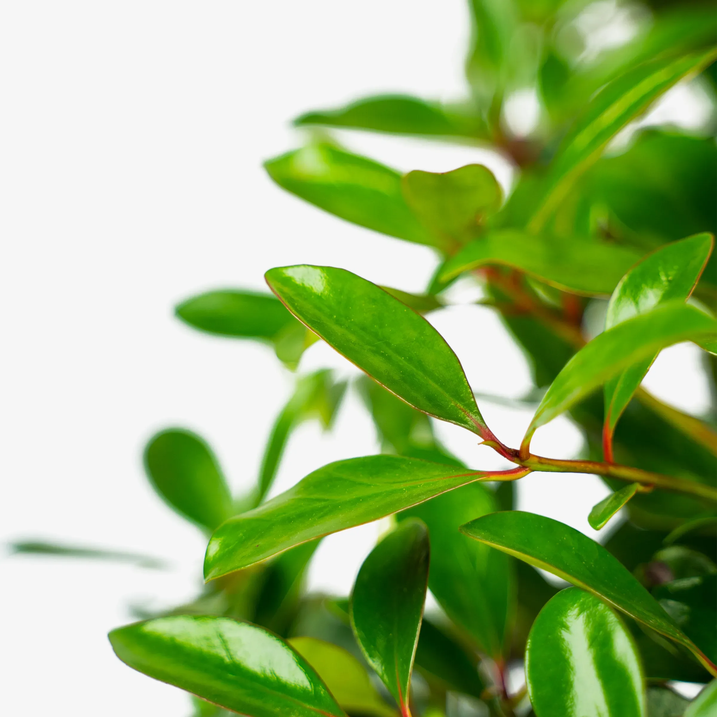 Dwarf Cleyera Japonica