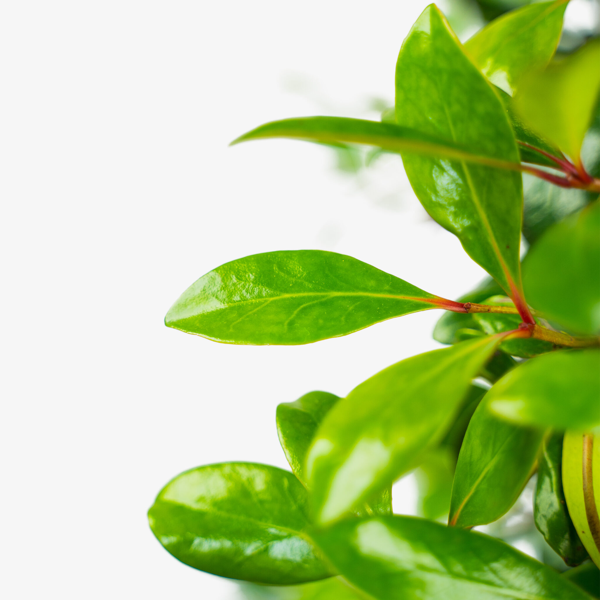 Japanese Cleyera For Sale Online | The Tree Center