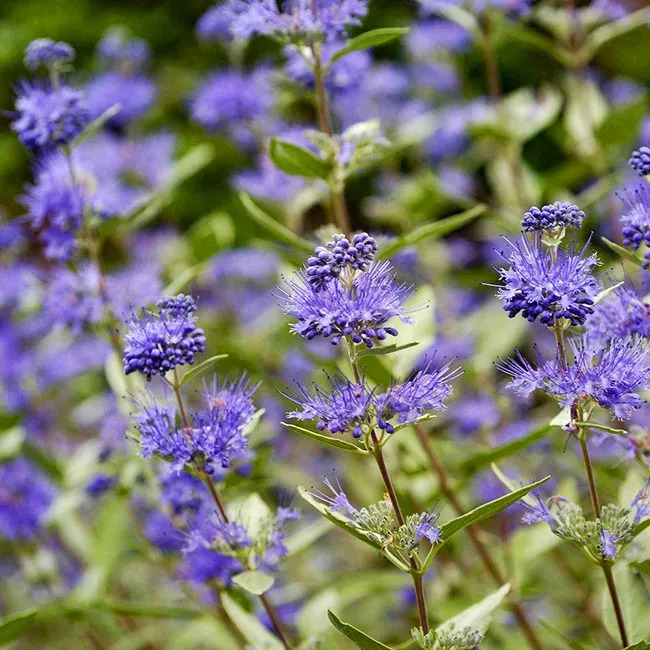 Longwood Blue Caryopteris For Sale Online | The Tree Center