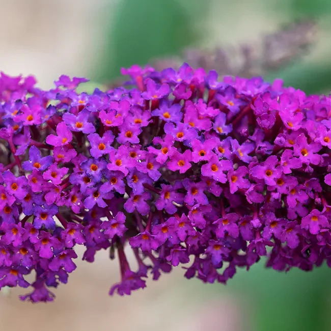 Nanho Purple Butterfly Bush For Sale | The Tree Center